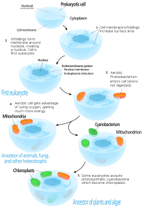 Mitochondria and Chloroplasts – Fundamentals of Cell Biology