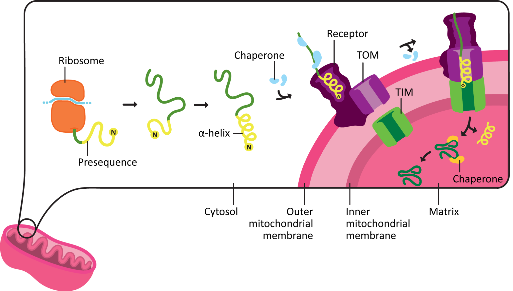 Mitochondria And Chloroplasts Fundamentals Of Cell Biology