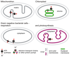 Mitochondria and Chloroplasts – Fundamentals of Cell Biology