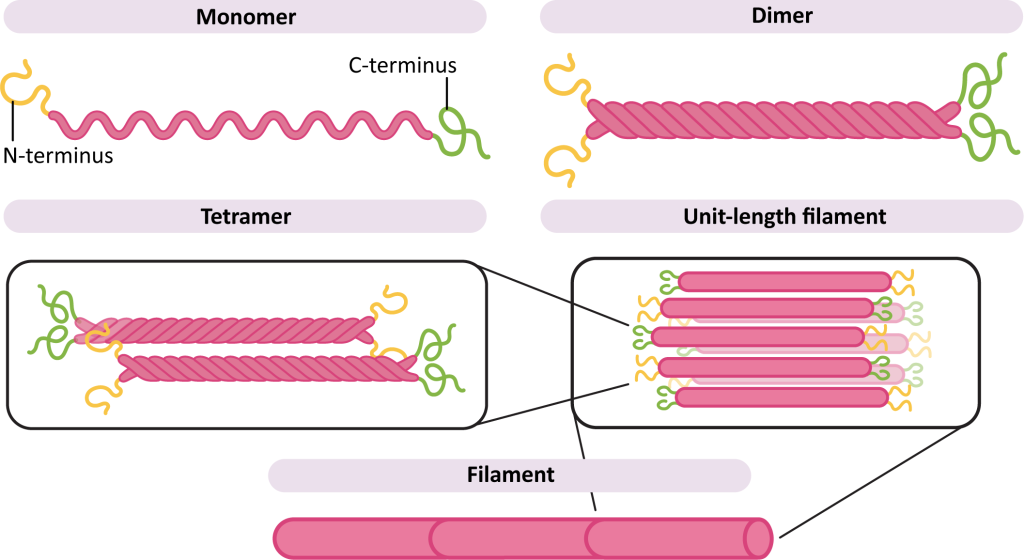 The Cytoskeleton – Fundamentals of Cell Biology