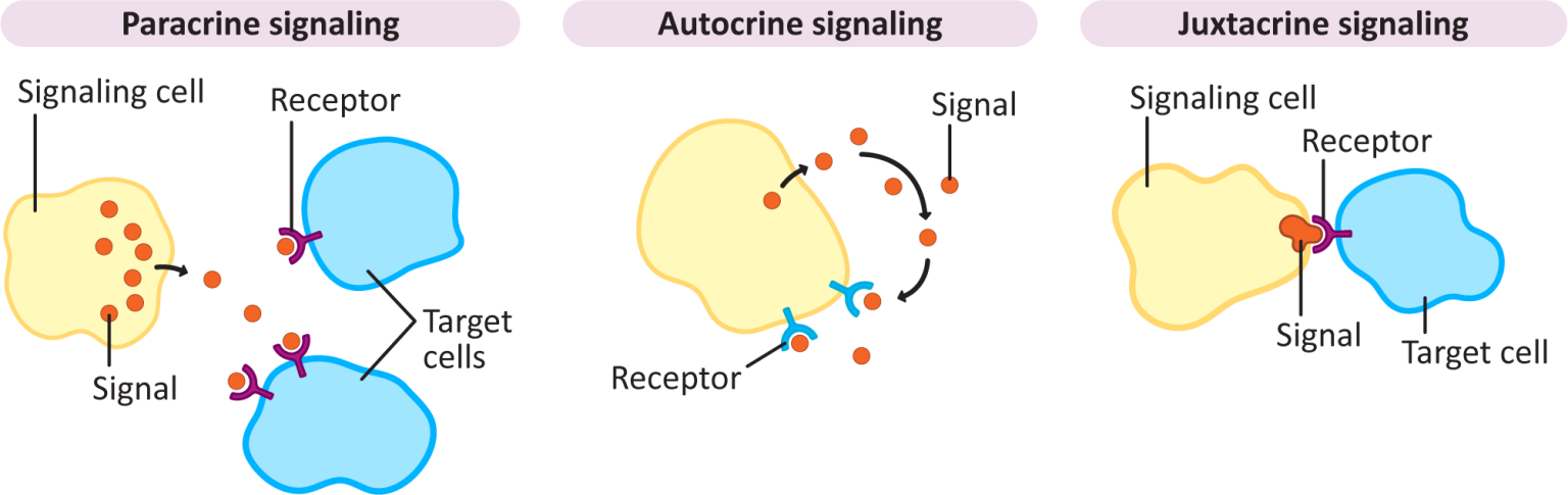 Cell Signaling – Fundamentals of Cell Biology