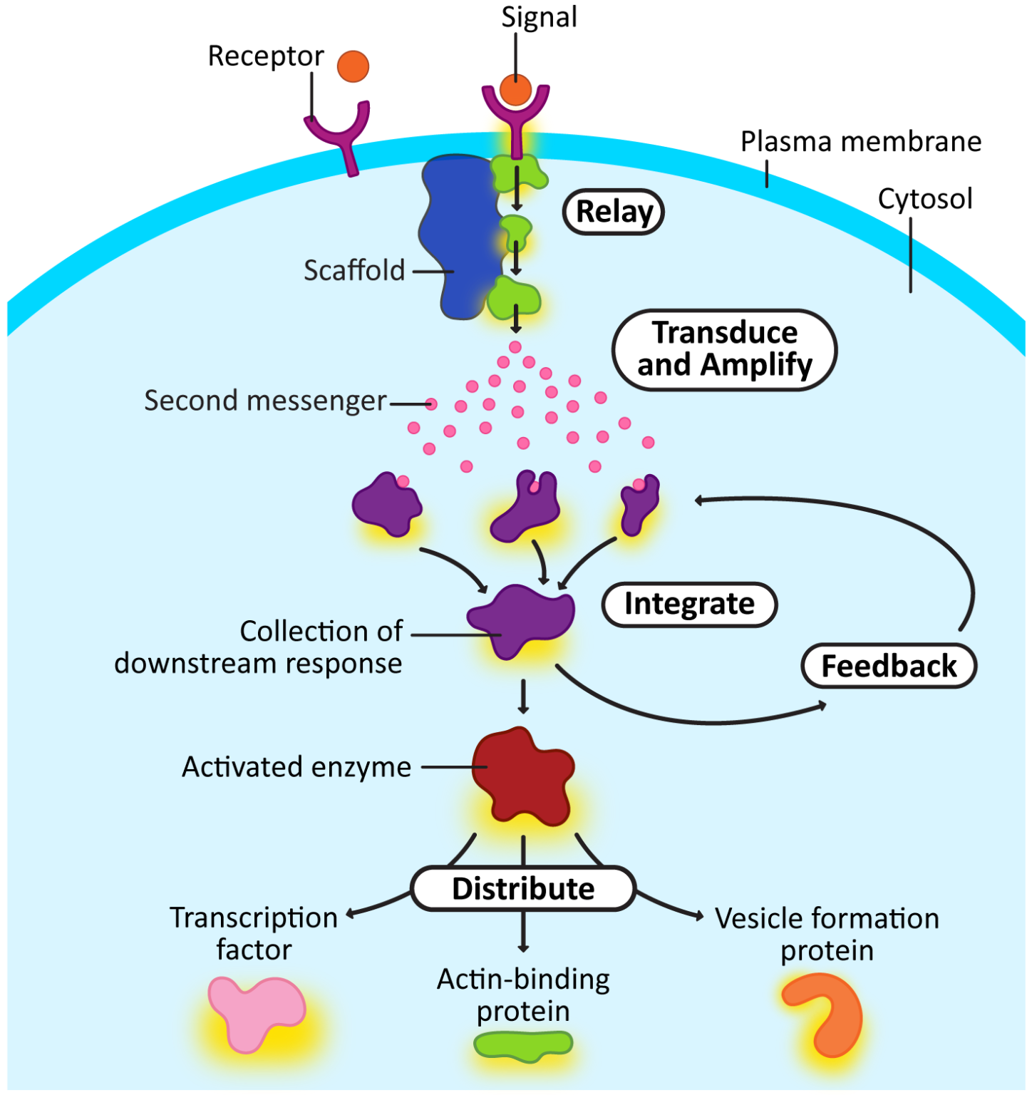 Cell Signaling – Fundamentals of Cell Biology