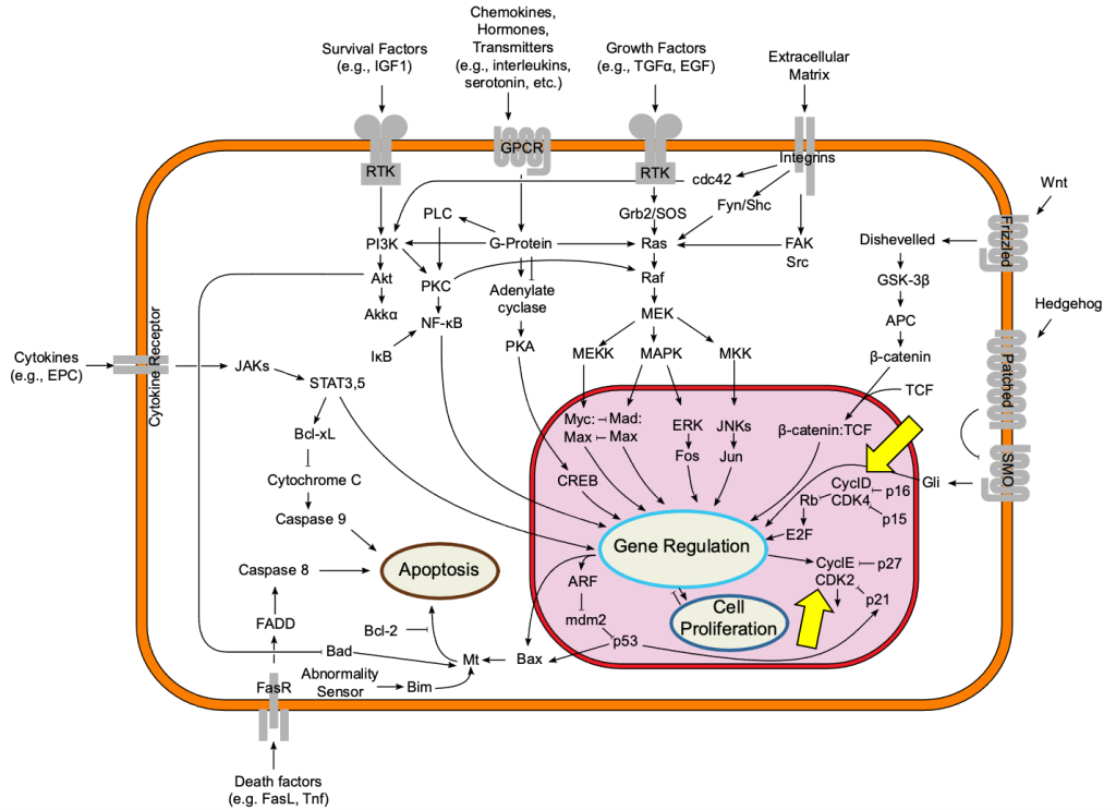 The Cell Cycle and Mitosis – Fundamentals of Cell Biology