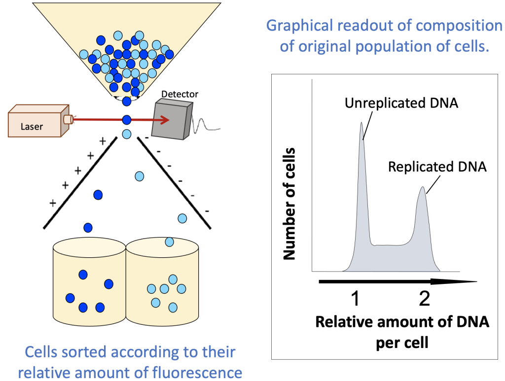 The Cell Cycle and Mitosis – Fundamentals of Cell Biology