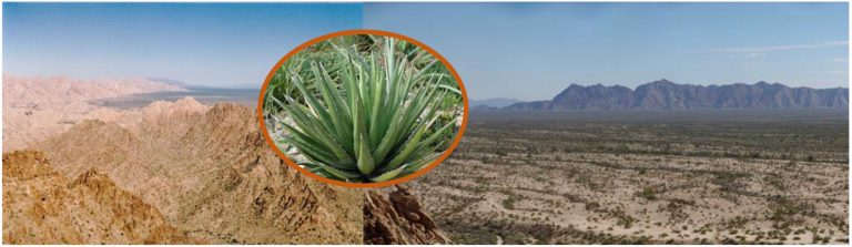 Sonoran Desert Ecosystems – Rangeland Ecosystems of the Western US