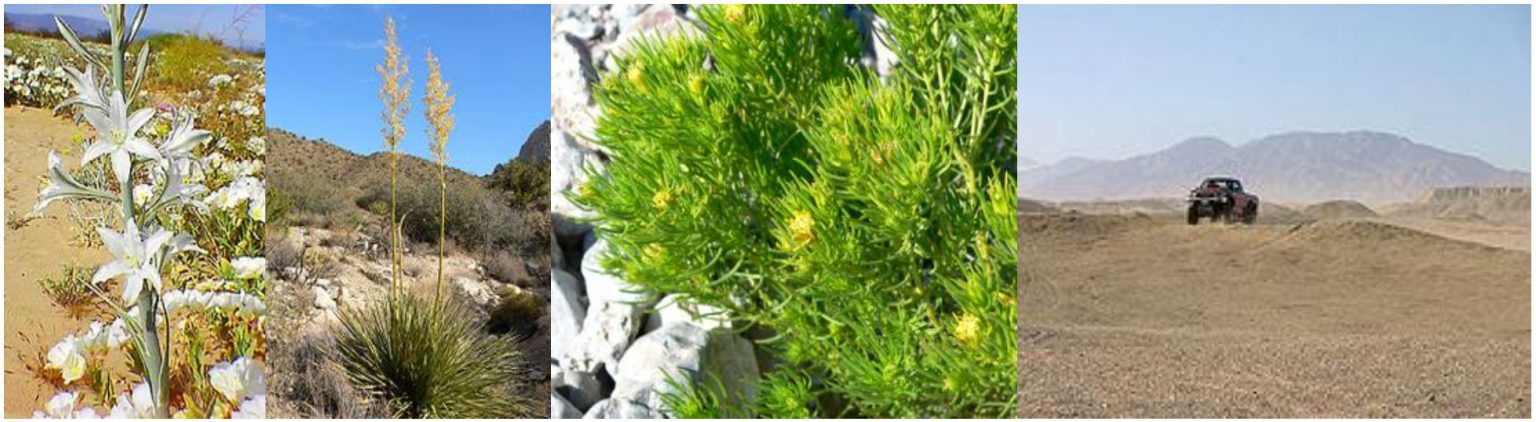 Sonoran Desert Ecosystems – Rangeland Ecosystems of the Western US