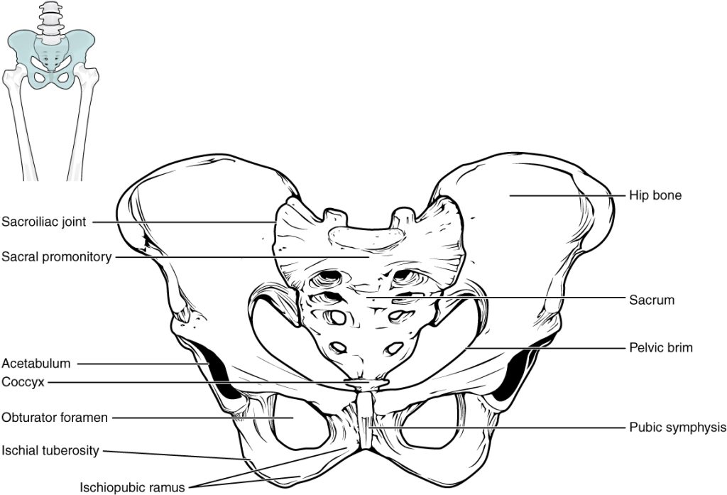 8.3 The Pelvic Girdle and Pelvis – Anatomy & Physiology 2e