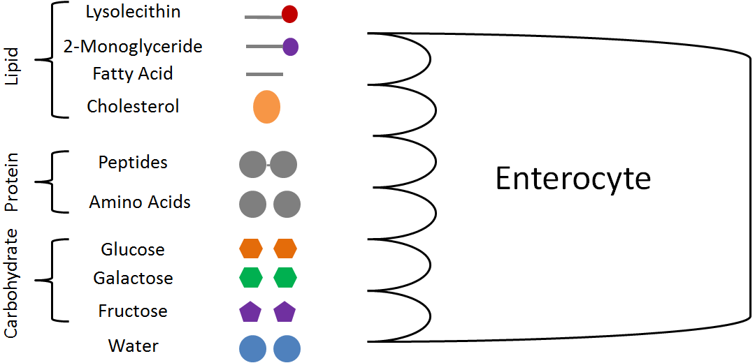 Macronutrient Uptake, Absorption & Transport – Human Nutrition