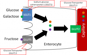 Macronutrient Uptake, Absorption & Transport – Human Nutrition