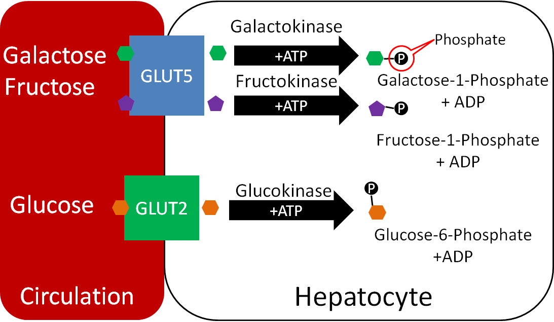 Macronutrient Uptake, Absorption & Transport – Human Nutrition