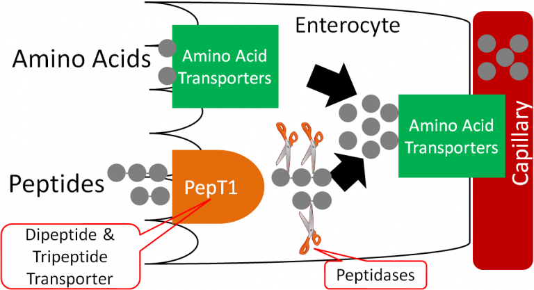 Macronutrient Uptake, Absorption & Transport – Human Nutrition