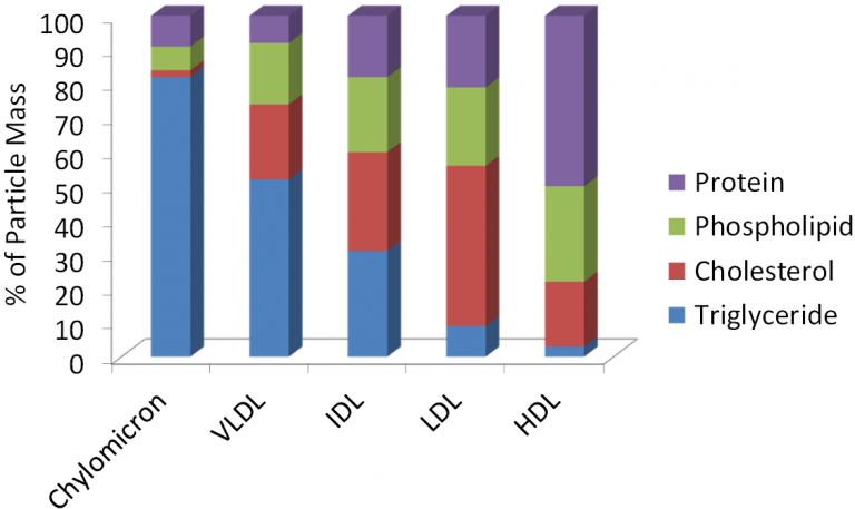 Macronutrient Uptake, Absorption & Transport – Human Nutrition
