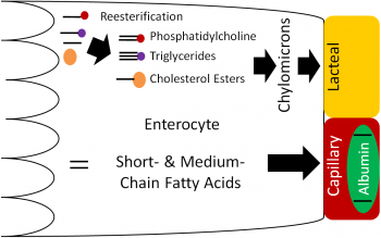 Macronutrient Uptake, Absorption & Transport – Human Nutrition
