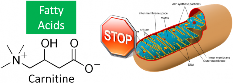 Macronutrient And Alcohol Metabolism Human Nutrition
