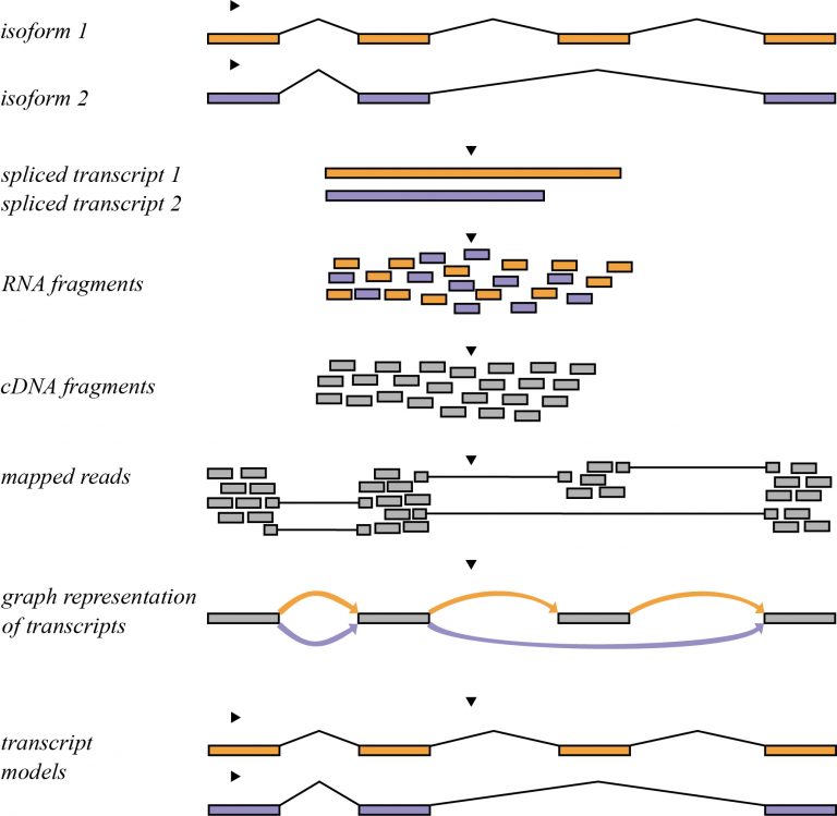 Chapter 6: Transcriptomics – Applied Bioinformatics Chapter 6: Transcriptomics – Applied Bioinformatics