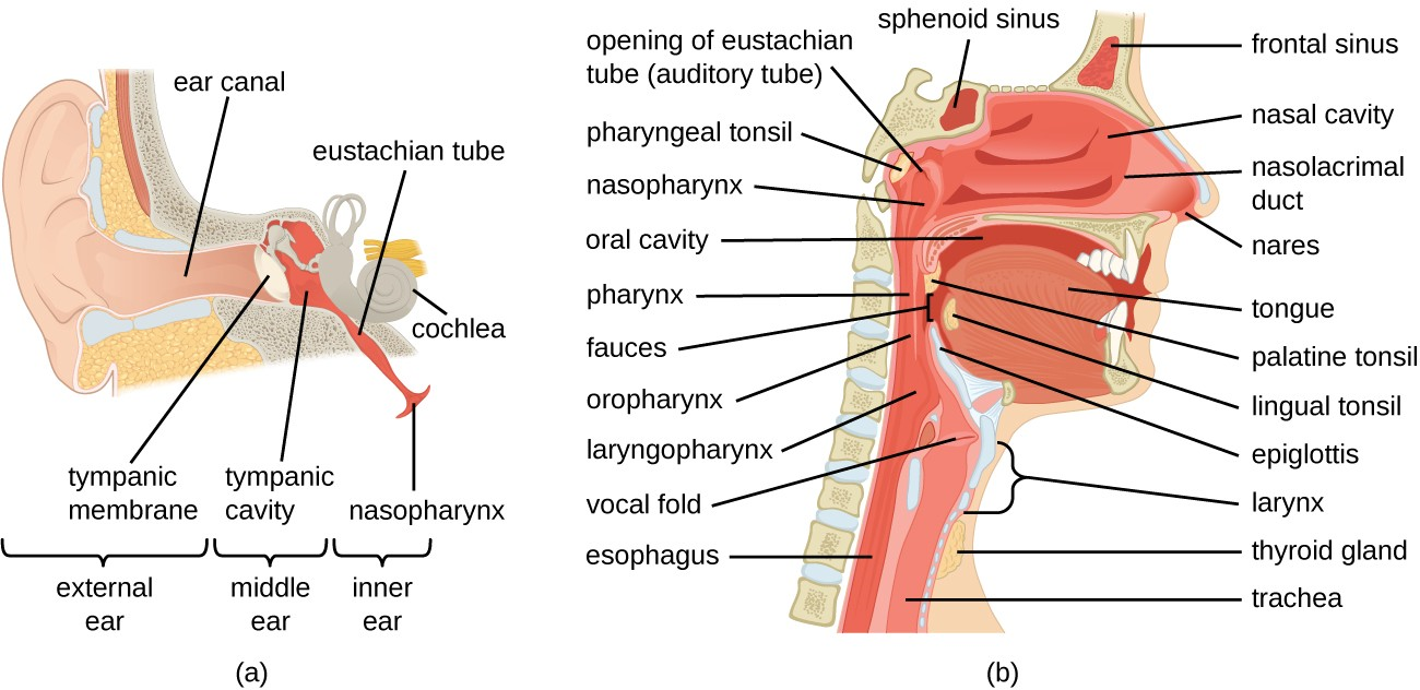 17 1 Anatomy And Normal Microbiota Of The Respiratory Tract Allied 